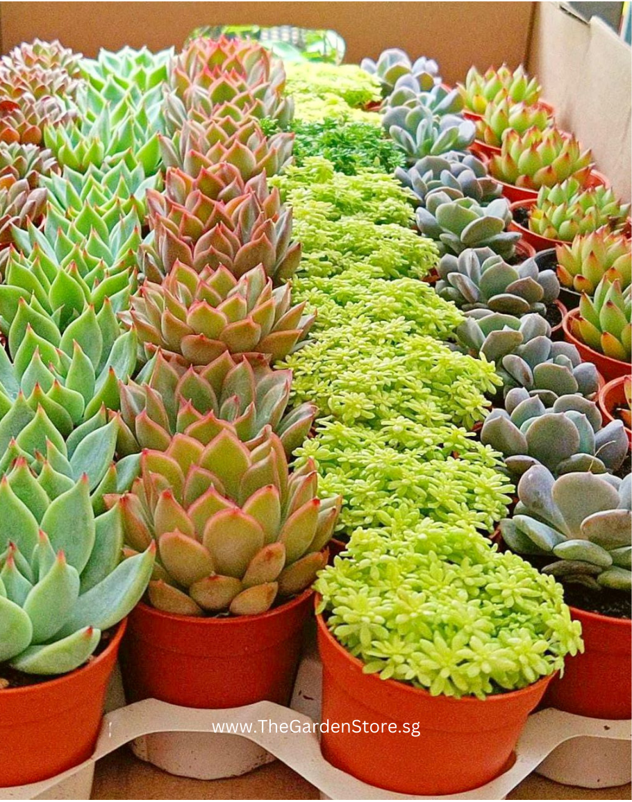 Assorted Mini Succulents